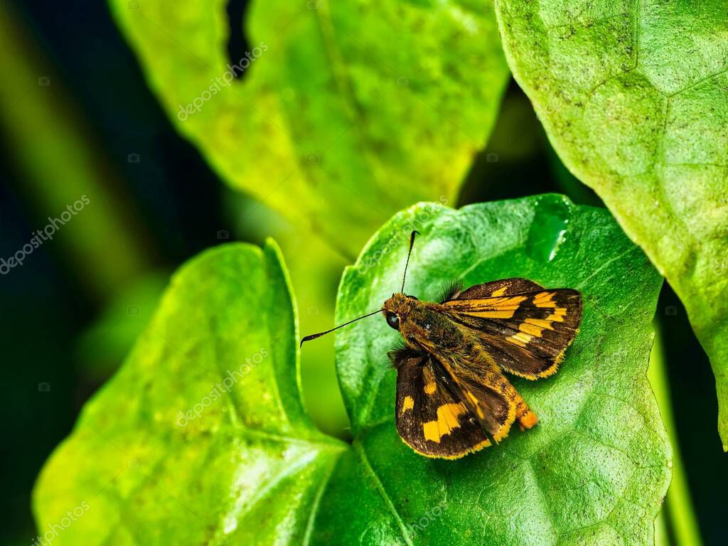 El mundo animal de nuestro planeta es diverso y diverso, y esto no es ...