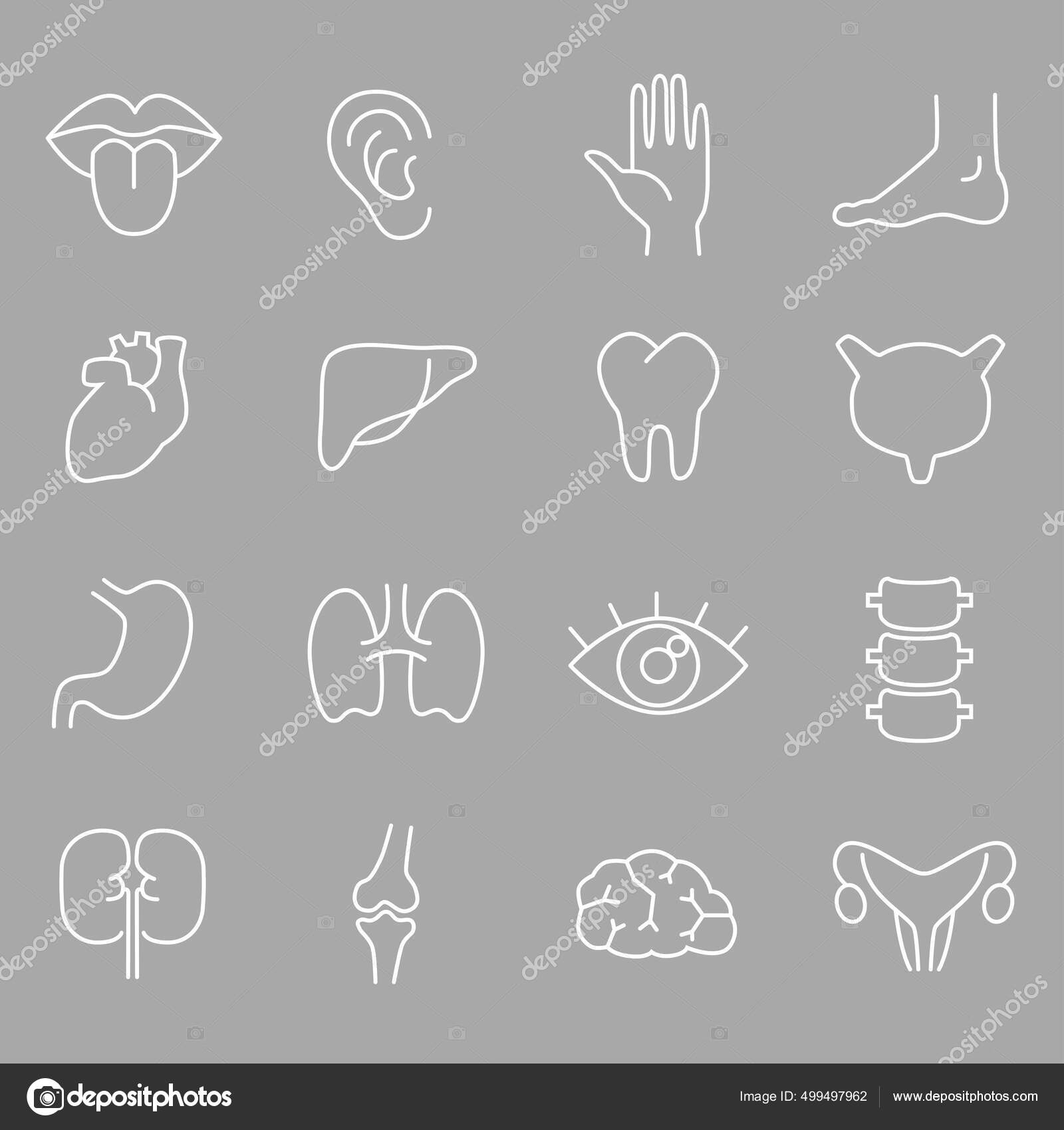 Human Body Parts Organs Vector Linear Icon Set Stock Vector Image By ©panptys 499497962