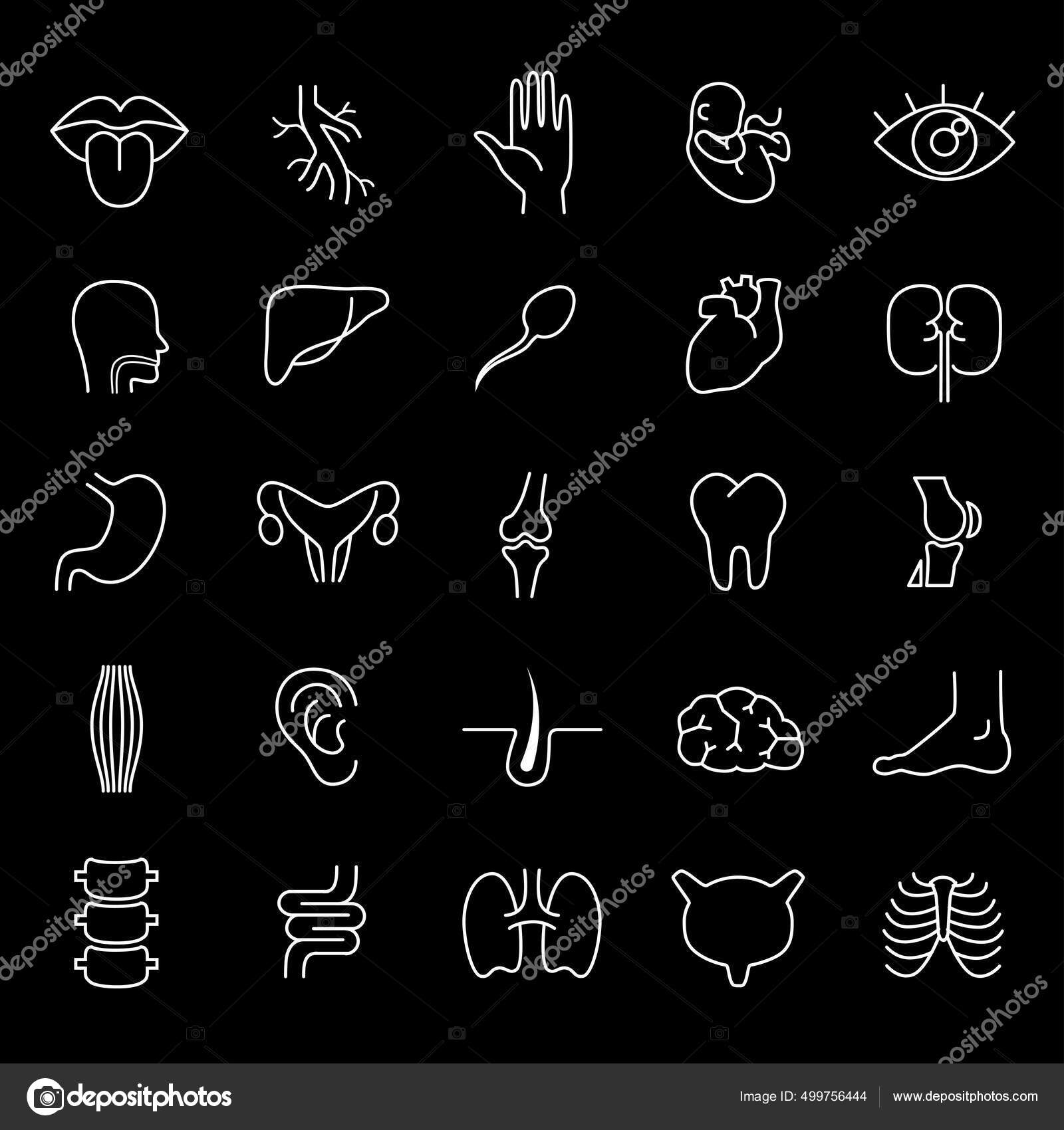 Human Body Parts Organs Vector Linear Icon Set Stock Vector Image by ...