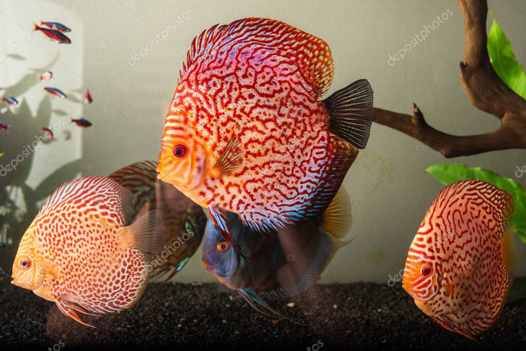Coloridos peces de las piezas Symphysodon discus en el acuario. Primer ...
