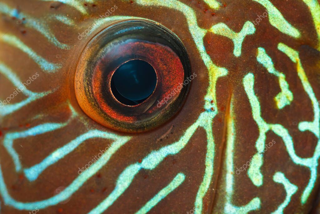 macro detallada de un ojo de peces de colores de las piezas Symphysodon ...