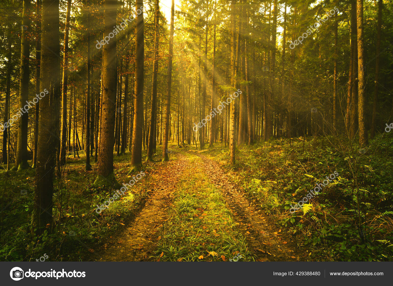 Beautiful green forest with sun rays coming through trees Stock Photo ...
