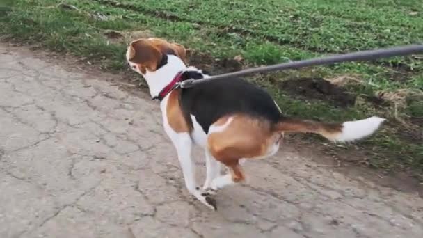 4,791 Cachorro rápido Videos, Royalty-free Stock Cachorro rápido ...