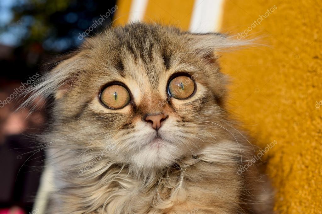 Beautiful fluffy kitten — Stock Photo © Iaroslav_Brylov #122924994