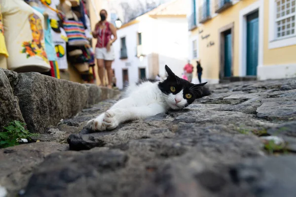 Portuguese cat Stock Photos, Royalty Free Portuguese cat Images | Depositphotos