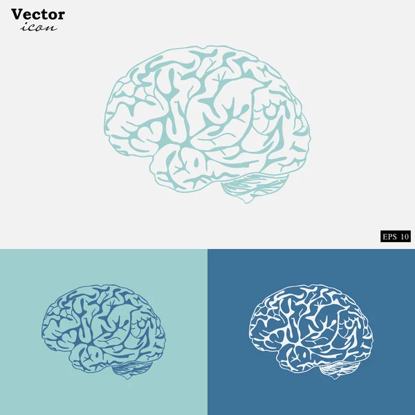 Brain Vector Free Download