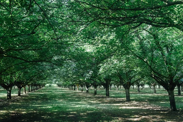 Walnut trees Stock Photos, Royalty Free Walnut trees Images | Depositphotos