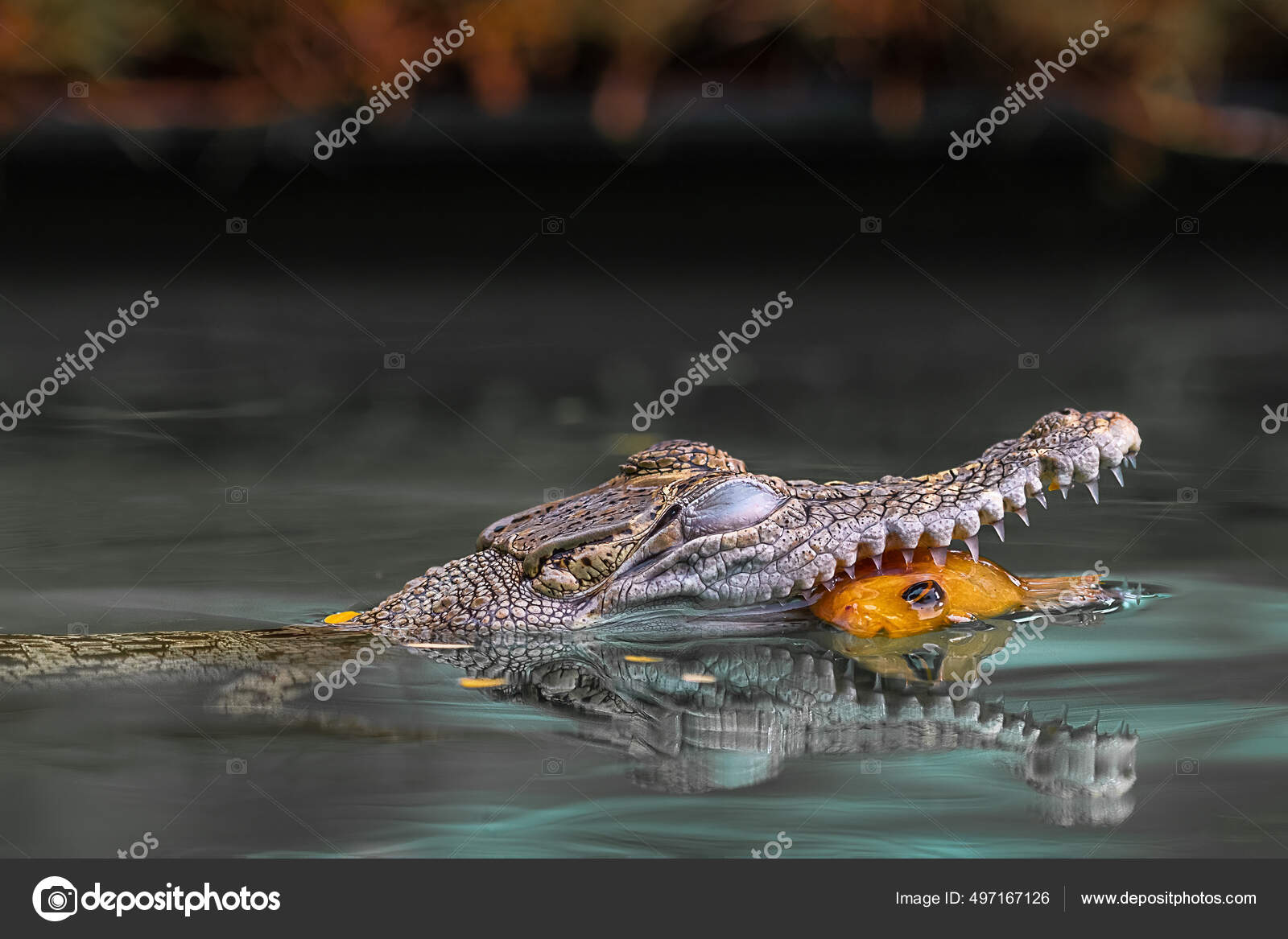 Fresh Water Crocodile Natural Predator Swim River Just Catch Fish ...