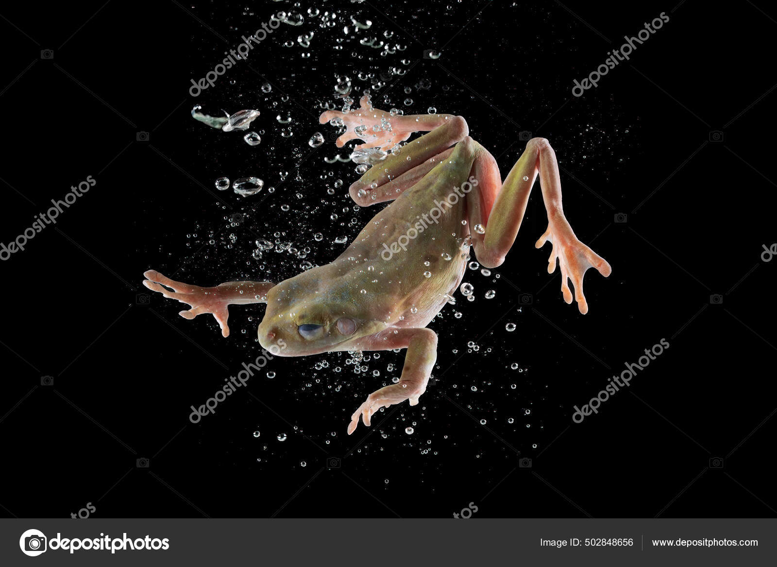 Frog Jumping Into Water