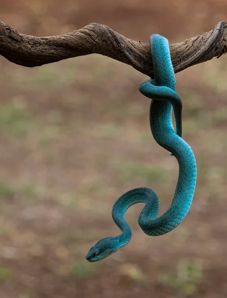 Blue snake Stock Photos, Royalty Free Blue snake Images | Depositphotos