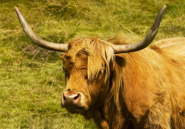 Toffee cow Pictures, Toffee cow Stock Photos & Images | Depositphotos®