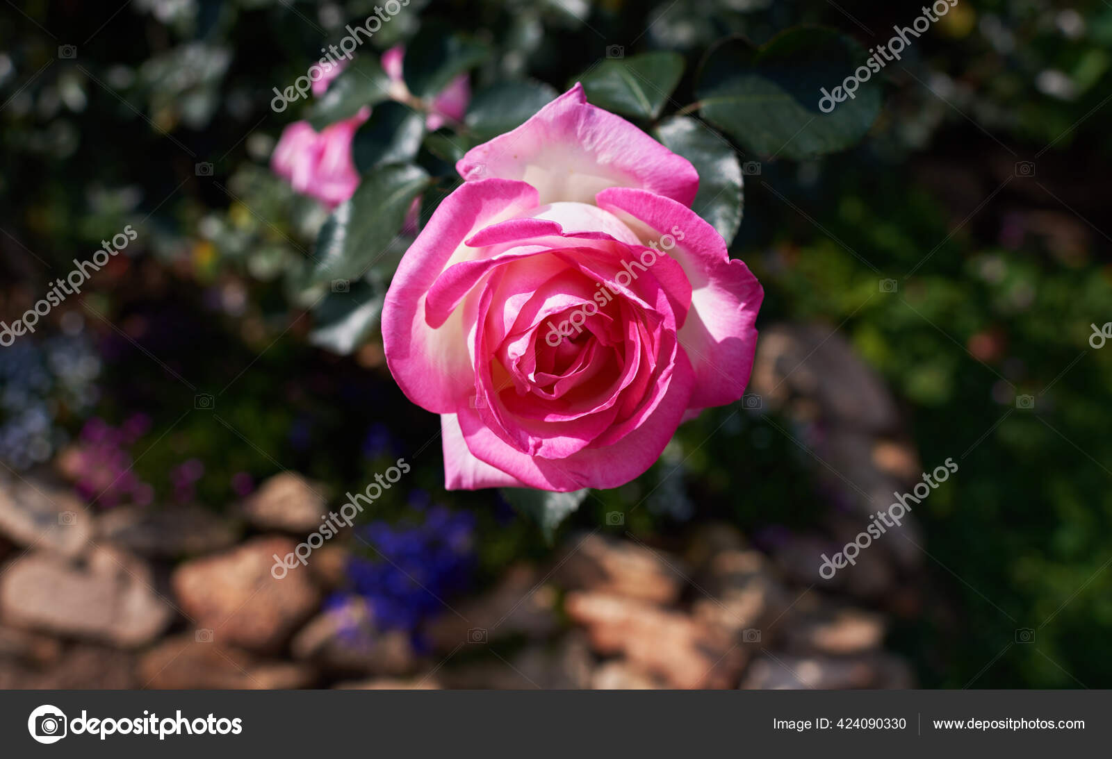 Pink Rose Garden Nature Background Stock Photo by ©eskstock@gmail.com ...