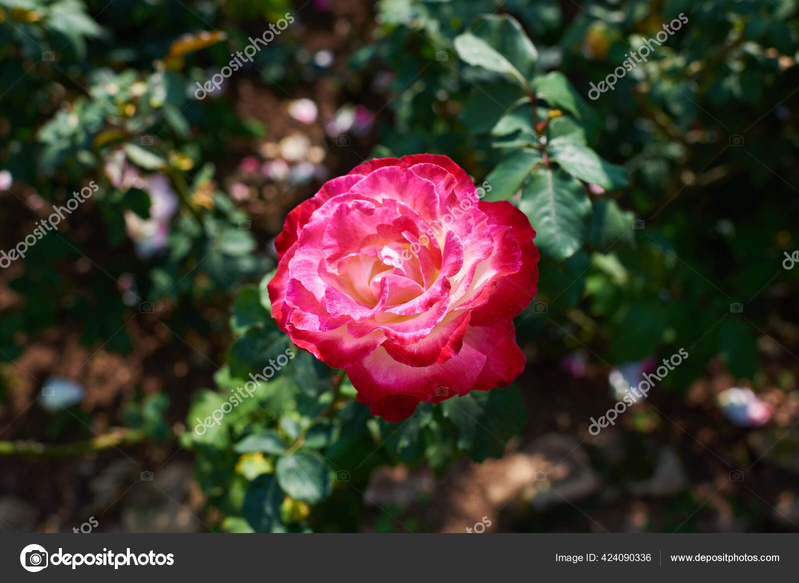 Pink Rose Garden Nature Background Stock Photo by ©eskstock@gmail.com ...