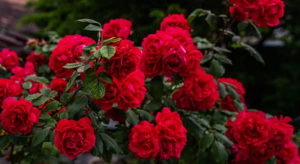 Red Roses Garden Nature Background — Stock Photo © eskstock@gmail.com ...