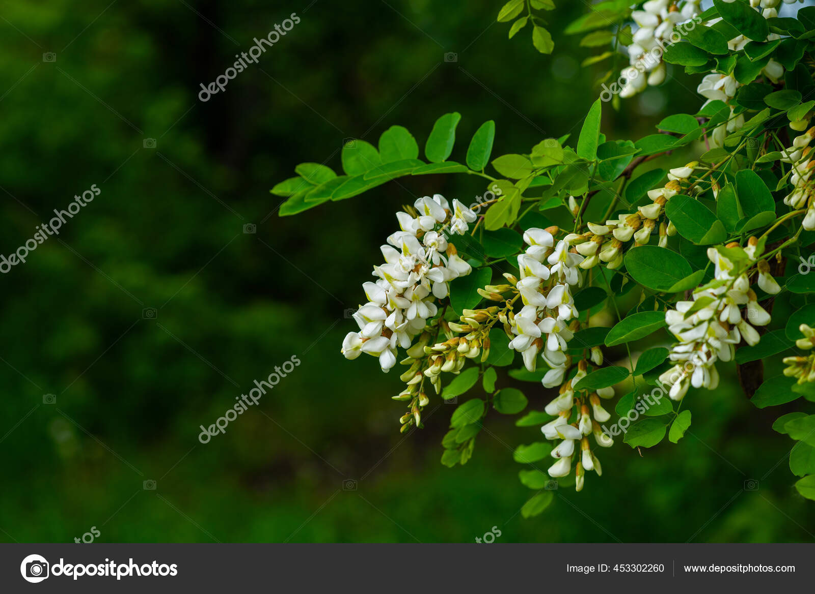 Acacia Tree Blooming Spring Flowers Branch Green Background White ...