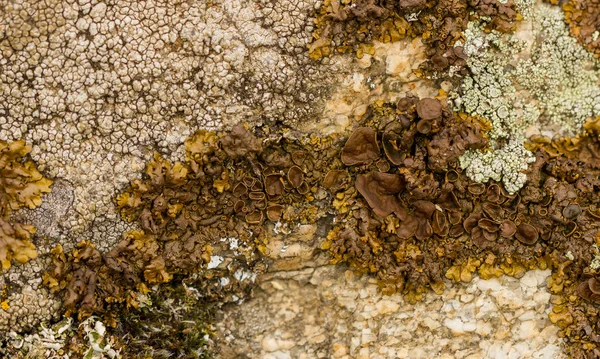 Types of lichens Stock Photos, Royalty Free Types of lichens Images ...