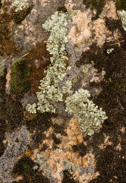 Lichens on rocks Stock Photos, Royalty Free Lichens on rocks Images ...