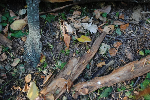 Tree leaf spring Stock Photos, Royalty Free Tree leaf spring Images ...