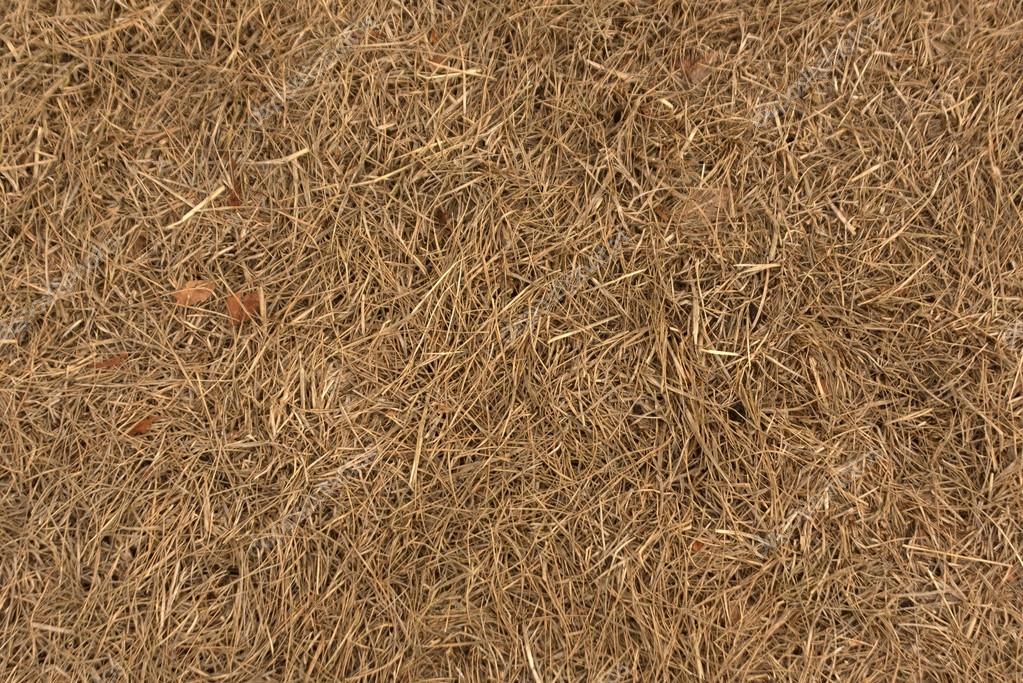 Seamless Dry Grass Texture