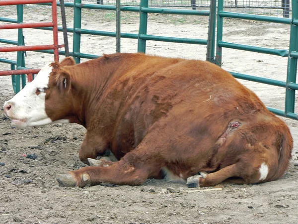 Cattle fattening Stock Photos, Royalty Free Cattle fattening Images ...