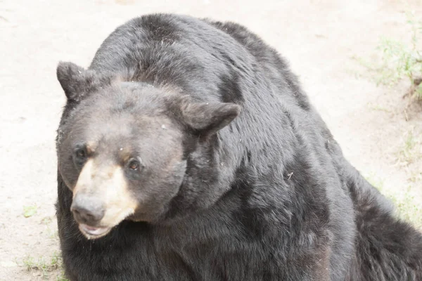 Skunk bear Stock Photos, Royalty Free Skunk bear Images | Depositphotos