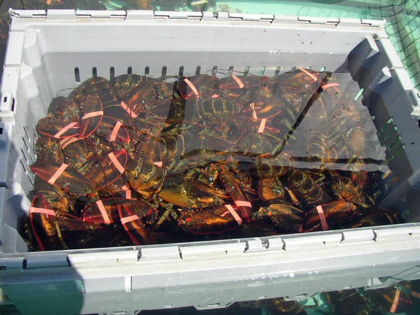 Lobster boxes Stock Photos, Royalty Free Lobster boxes Images ...