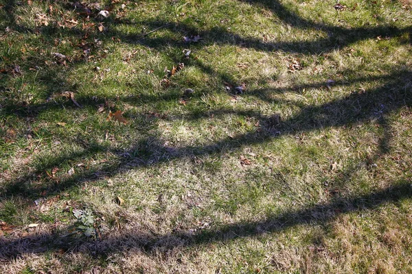 Tree shadows Stock Photos, Royalty Free Tree shadows Images | Depositphotos