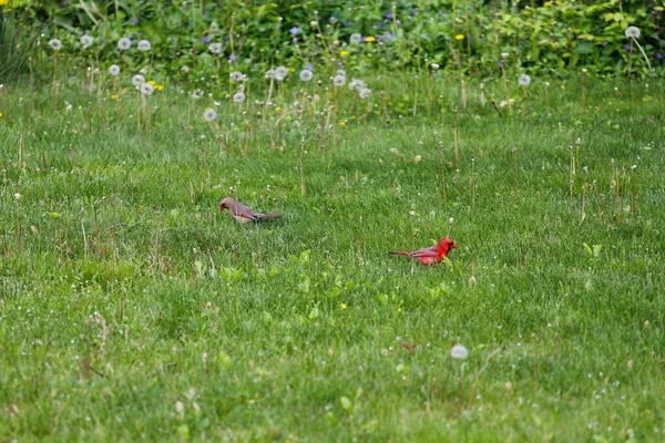 Northern cardinal pair Stock Photos, Royalty Free Northern cardinal ...