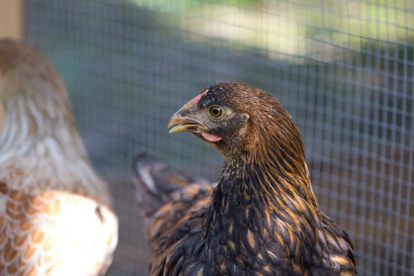 Goliath birds Stock Photos, Royalty Free Goliath birds Images ...