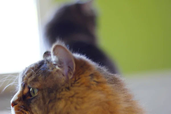 Camera trepidation fotos de stock, imágenes de Camera trepidation sin ...