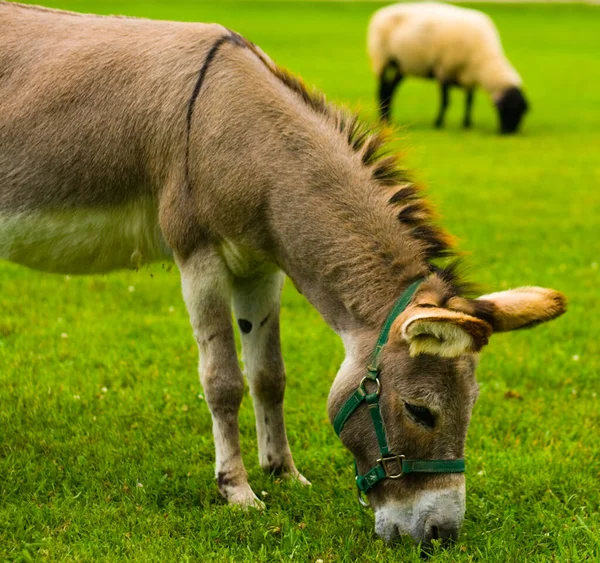 Donkey breeding Stock Photos, Royalty Free Donkey breeding Images ...
