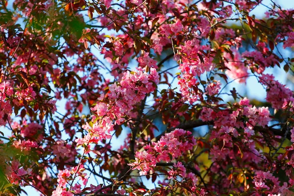 Canberra spring Stock Photos, Royalty Free Canberra spring Images ...