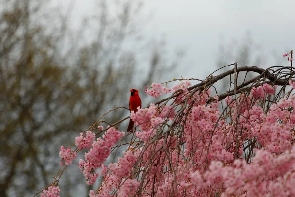 Cardinals in spring Stock Photos, Royalty Free Cardinals in spring ...