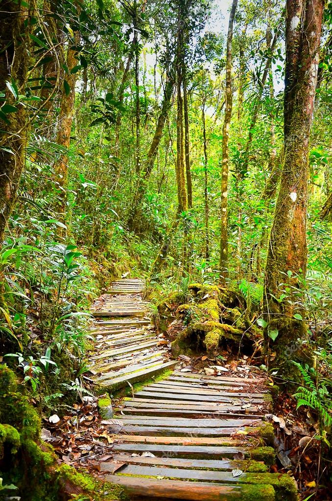 Jungle tracking pathway in Kinabalu Park, Sabah, Malaysia. — Stock ...
