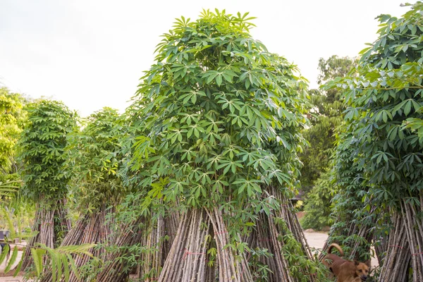 Cassava tree Stock Photos, Royalty Free Cassava tree Images | Depositphotos