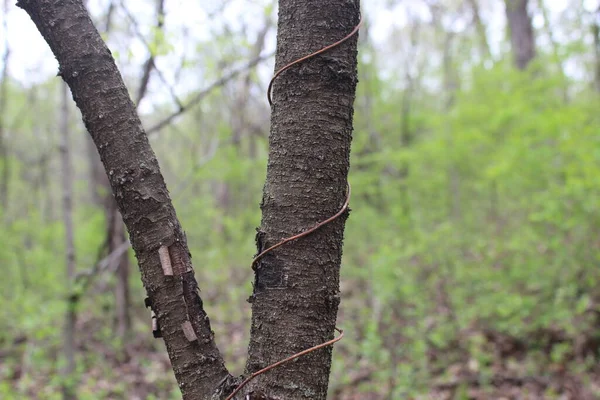 Unbranched stem images libres de droit, photos de Unbranched stem ...