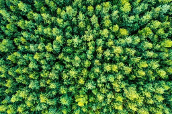 Tree top view Images - Search Images on Everypixel