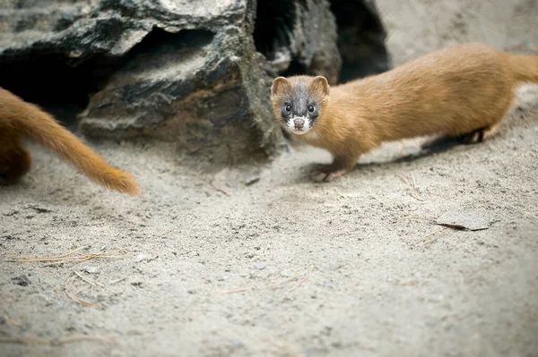 Angry weasels Stock Photos, Royalty Free Angry weasels Images ...