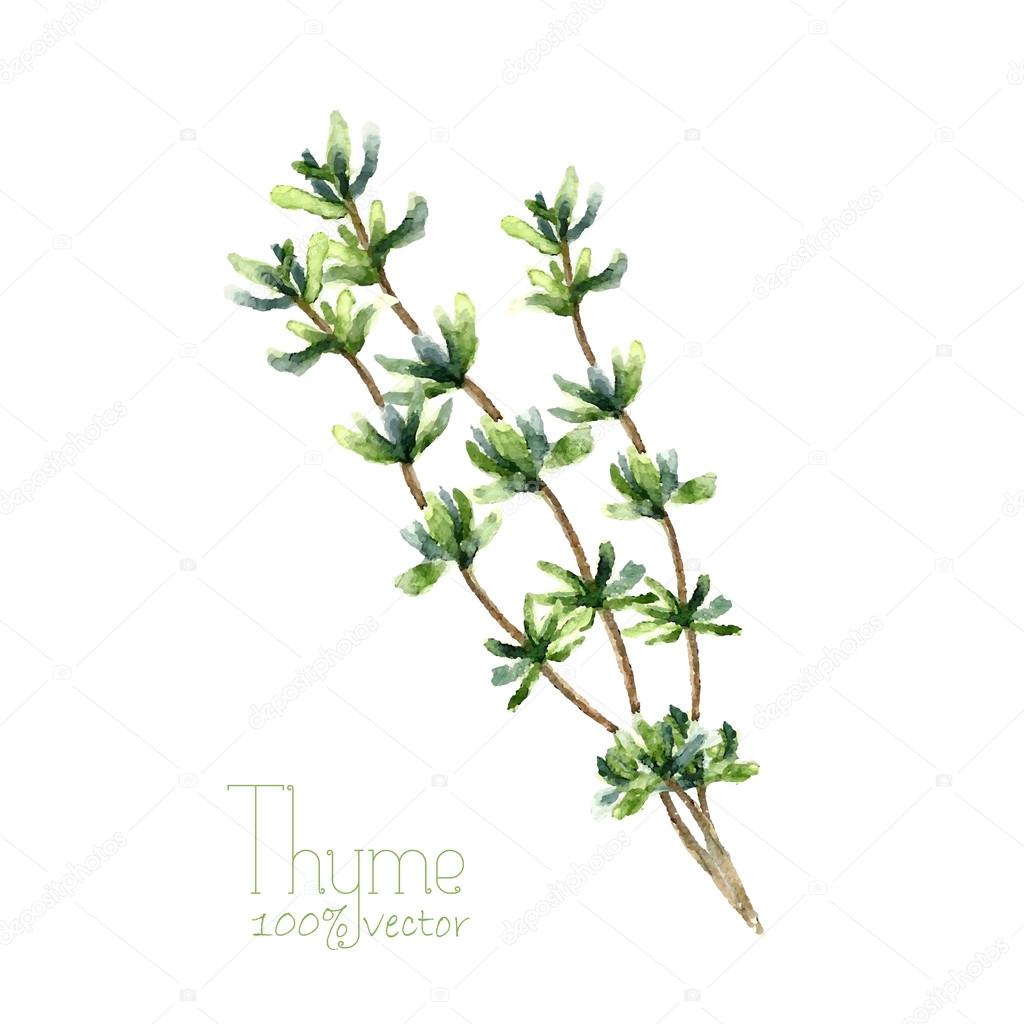 Watercolor thyme illustrations. — Stock Vector © Vikeriya #115115358