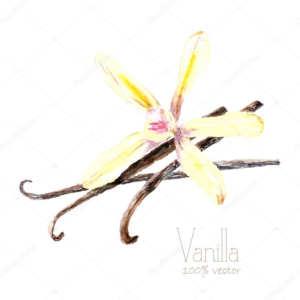 Watercolor vanilla. Stock Vector Image by ©Vikeriya #84729952