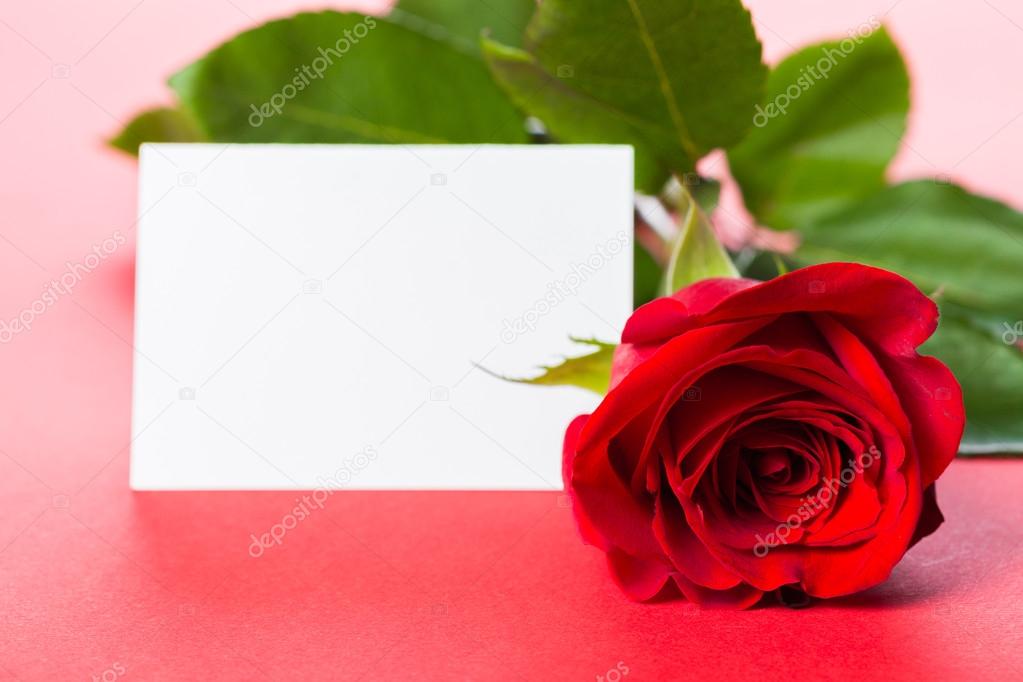 Red rose with card Stock Photo by ©Fotofabrika 103129702