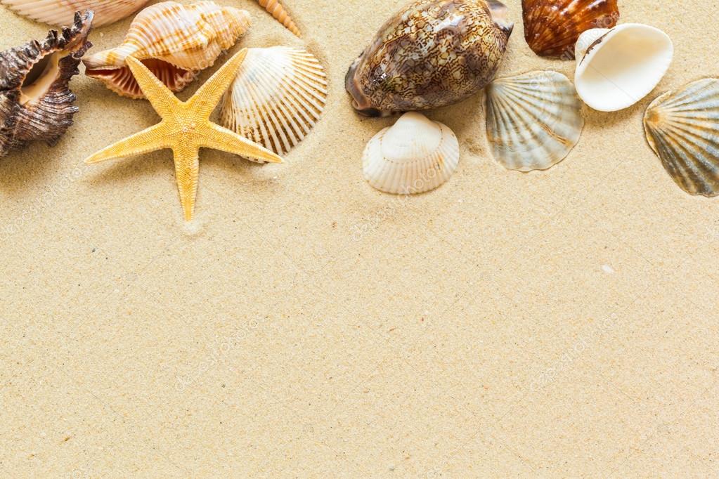Ocean Sand Shells