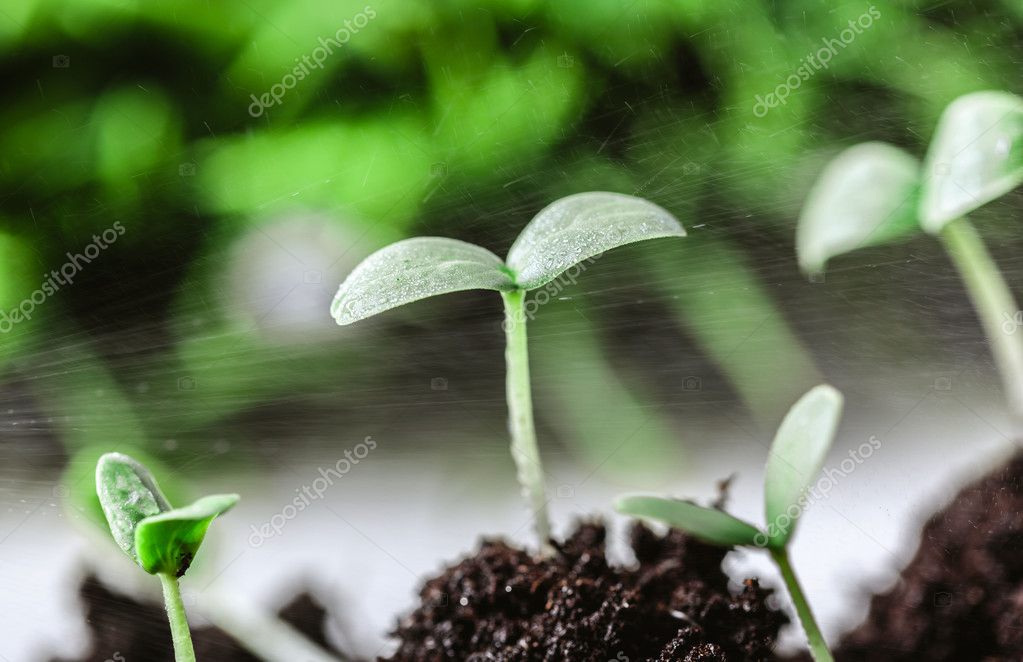 Young sprouts in springtime — Stock Photo © Fotofabrika #124266538