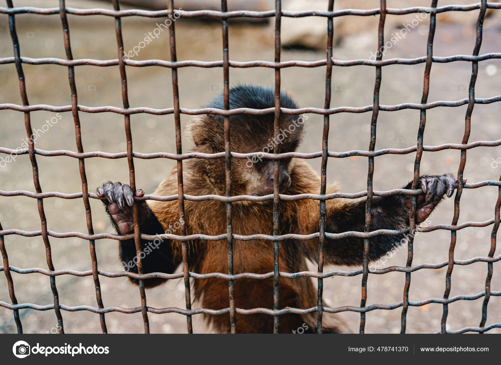 Pequeño mono colgando de la rejilla de la jaula del zoológico — Foto de ...