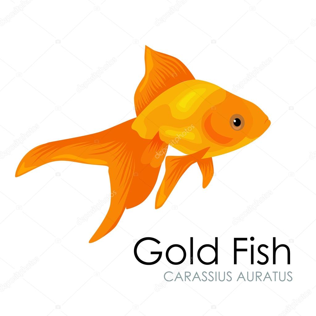 Aquarium Gold Fish vector illustration isolated on white background ...
