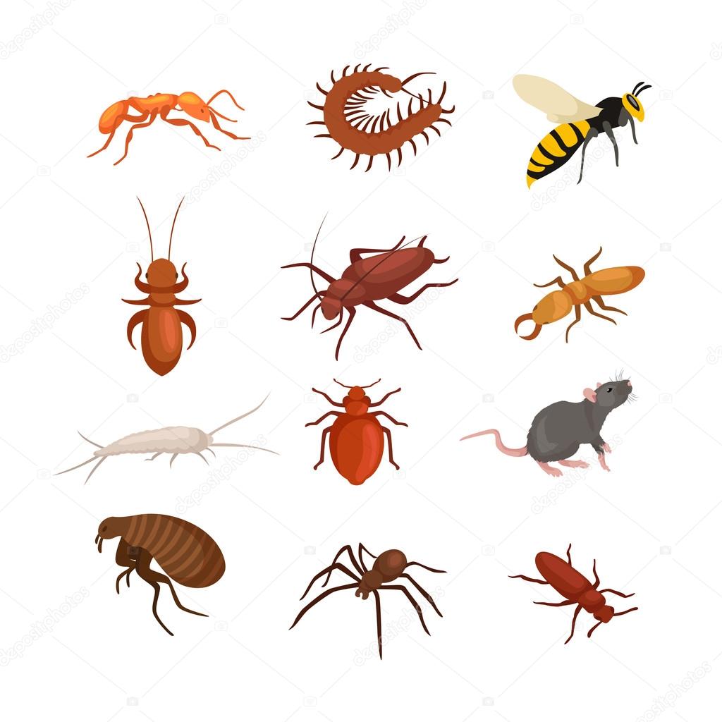 Pest Control Images Free Download | Pest Control