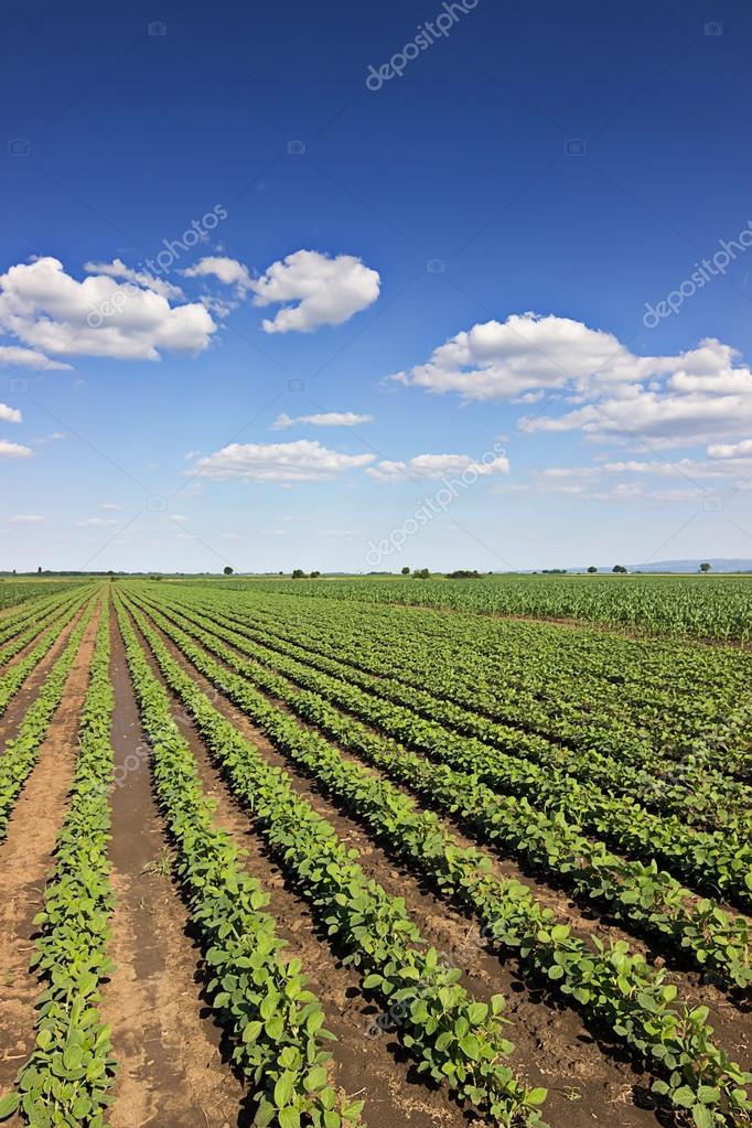Rows of green soybeans against the blue sky. Soybean fields rows. Rows ...