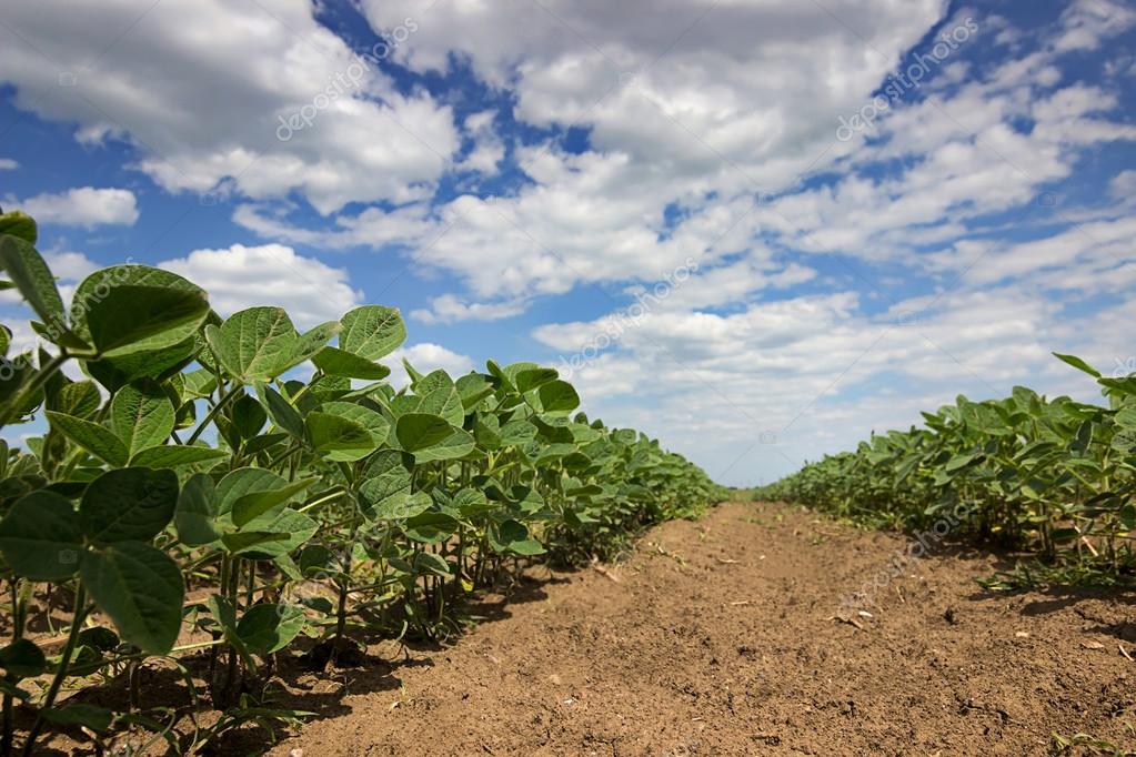 Rows Of Soybeans