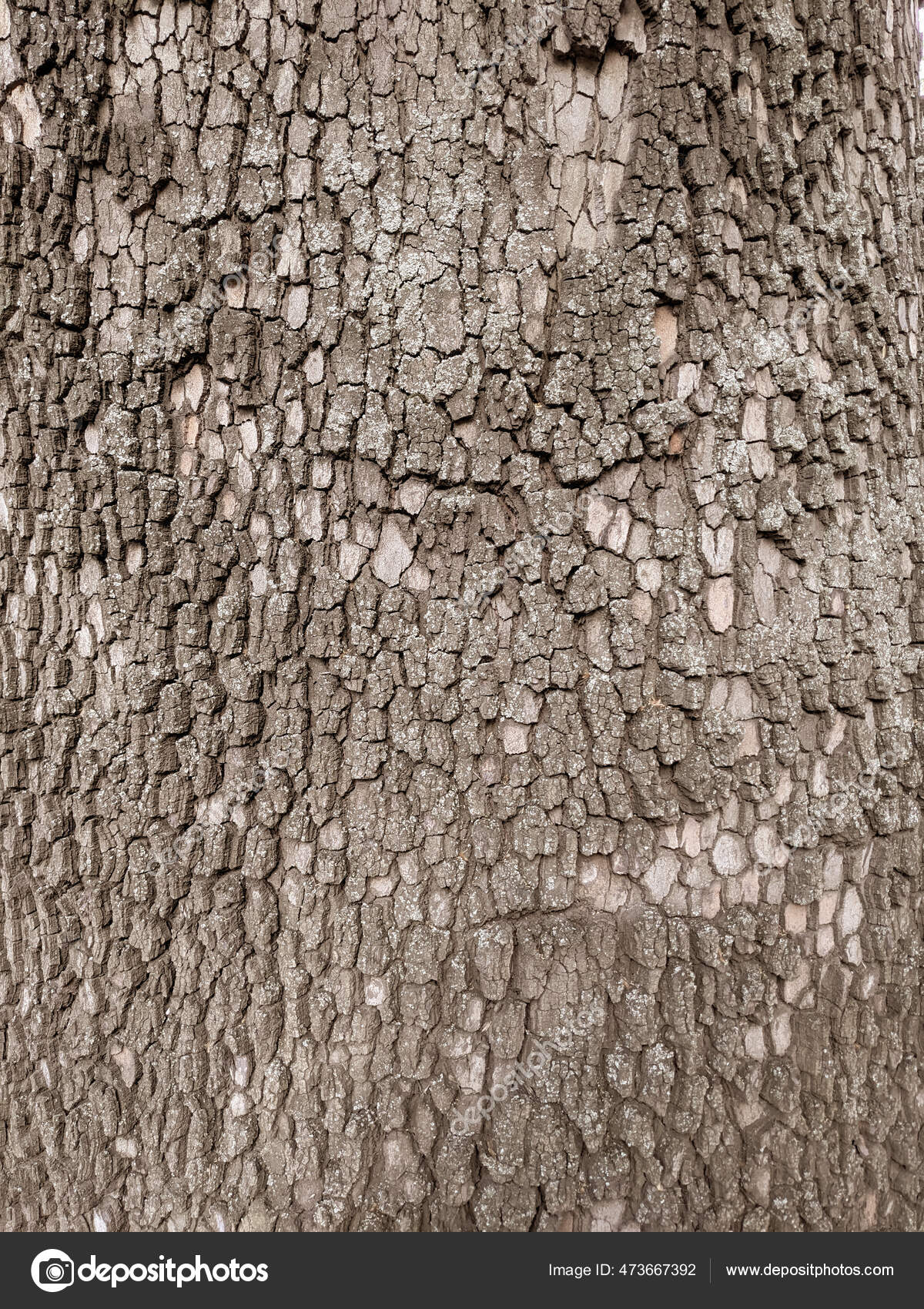 Close Tree Trunk Texture Background Wood — Stock Photo © alin.s #473667392