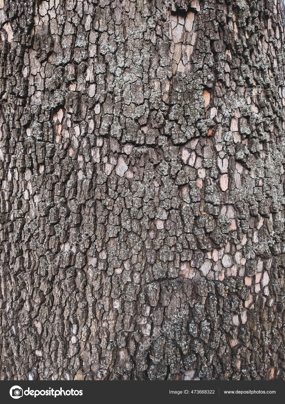Close Tree Trunk Texture Background Wood — Stock Photo © alin.s #473668322